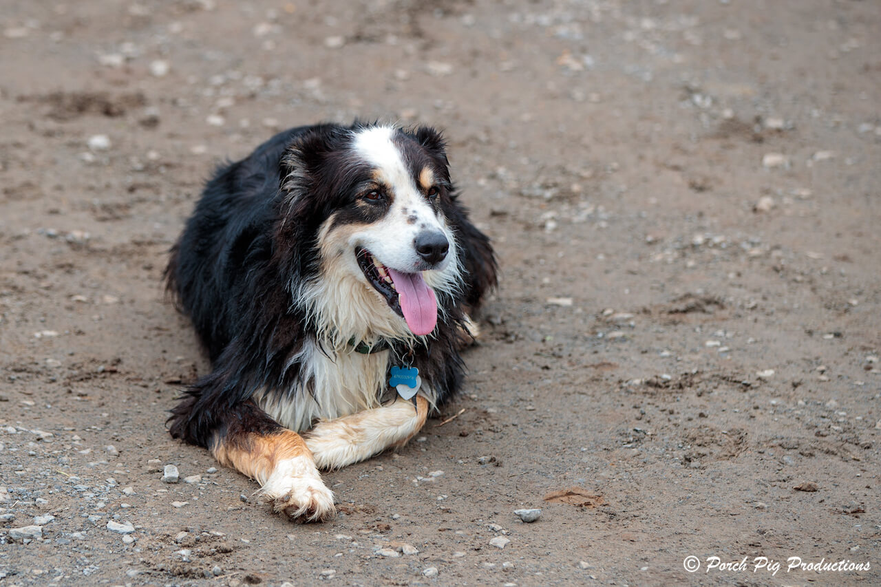 2020 Race Album| National Championship Chuckwagon Races | Bar of Ranch ...